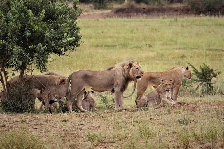 Animals That Live in Groups (23 Examples) - Wildlife Informer