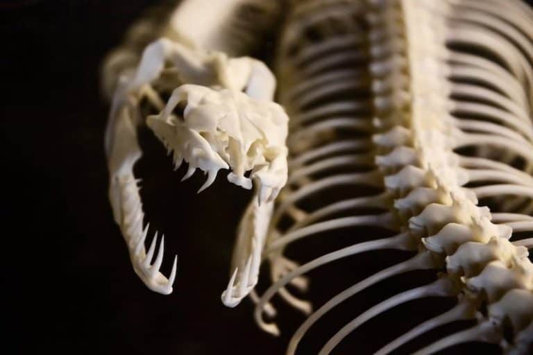 Do Snakes Have Bones? (Here's What You Should Know) - Wildlife Informer