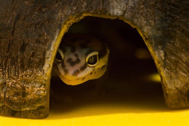 What Do Leopard Geckos Need in Their Tank? 6 Things to Remember