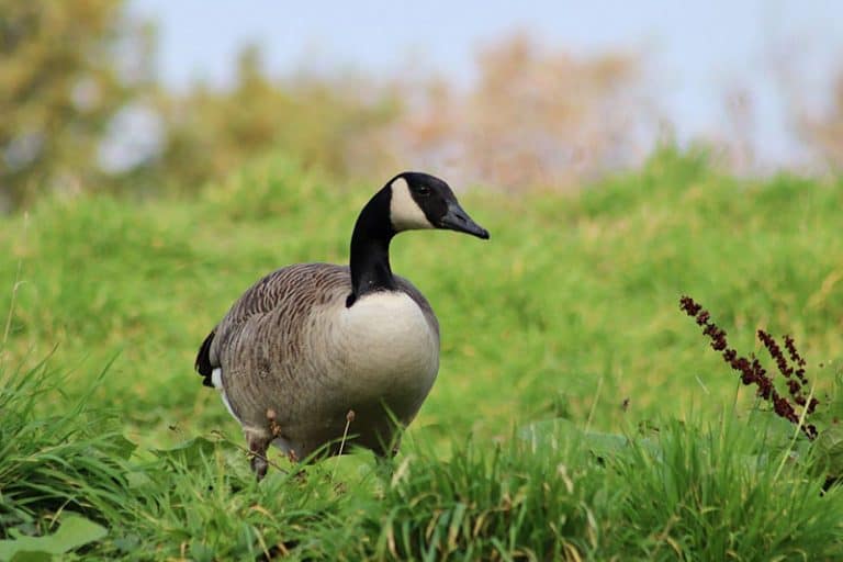Do Geese Have Teeth on Their Tongues? - Wildlife Informer