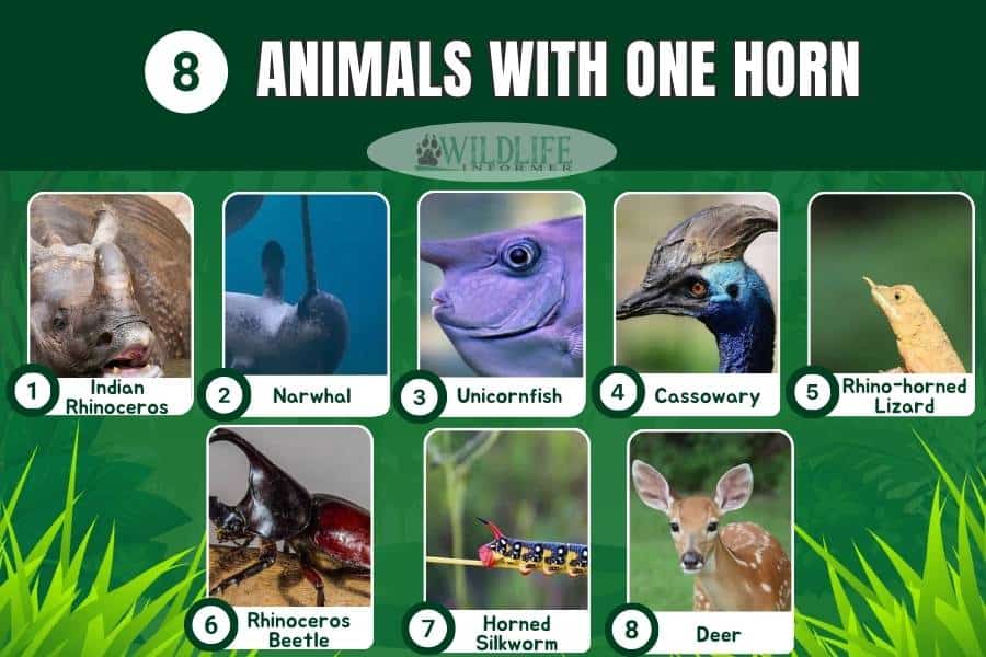 Animals With One Horn (8 Examples) - Wildlife Informer