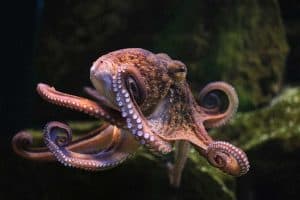 15 Examples of Animals With No Legs (Pictures) - Wildlife Informer