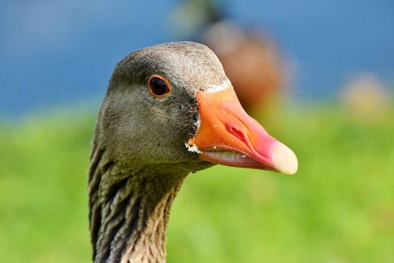 Do Geese Have Teeth on Their Tongues? - Wildlife Informer