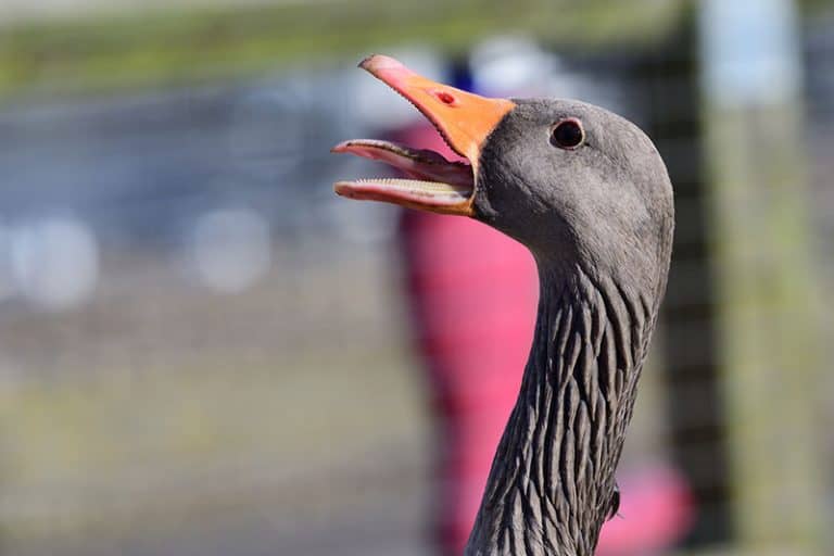 Do Geese Have Teeth on Their Tongues? - Wildlife Informer