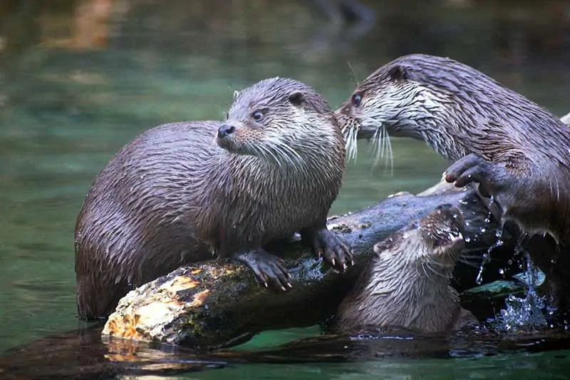 12 Animals That Live In Rivers with Pictures Wildlife Informer