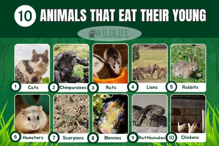 Animals That Eat Their Young (10 Examples With Pictures) - Wildlife Informer