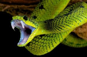 Do Non-Venomous Snakes Have Teeth? - Wildlife Informer