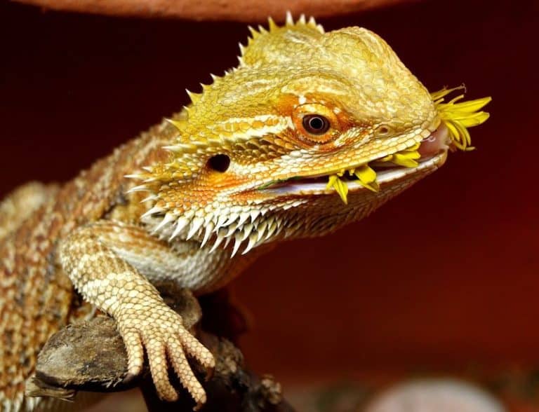 27 Real Examples of Omnivores (With Pictures) - Wildlife Informer