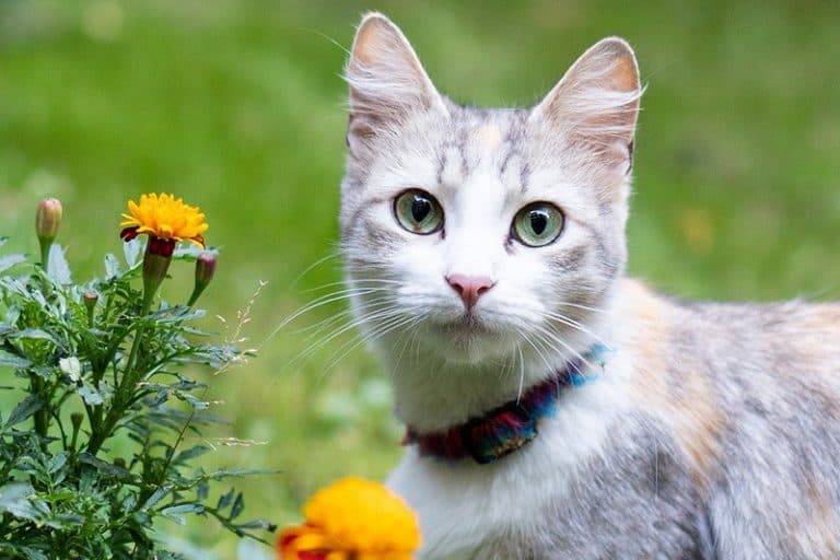 13 Examples of Crepuscular Animals (Pictures) - Wildlife Informer