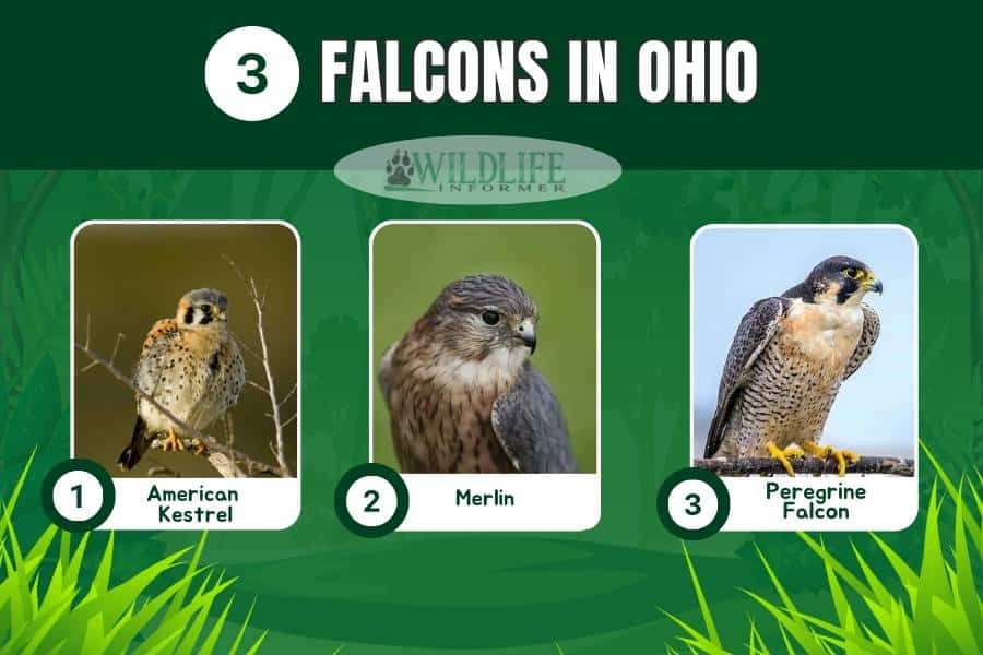 Falcons in Ohio (3 Amazing Species) - Wildlife Informer