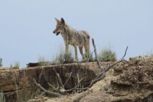 12 Interesting and Unique Coyote Adaptations - Wildlife Informer