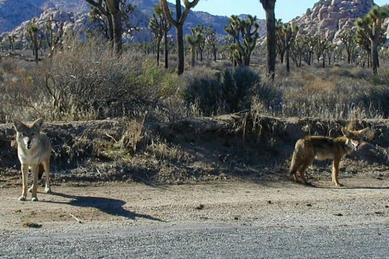 Coyotes in California (Facts, Pictures) - Wildlife Informer