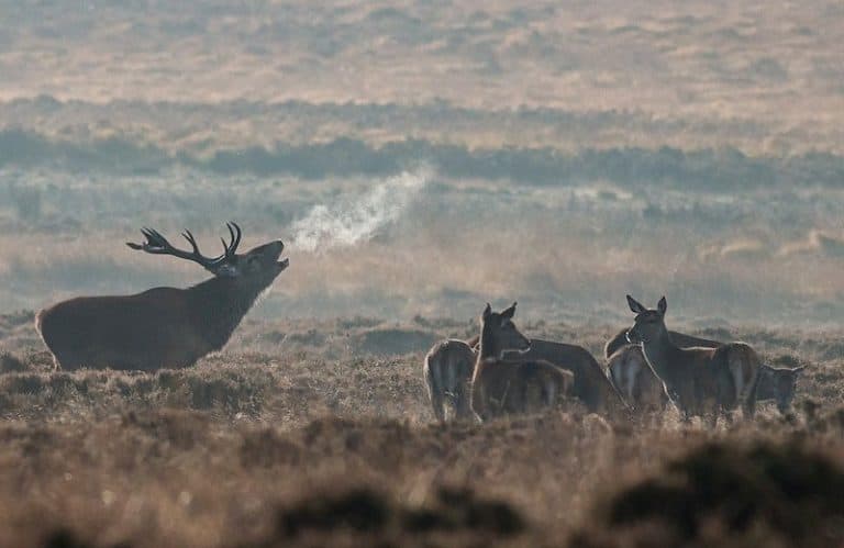 Elk Population By State (Estimates and Info) - Wildlife Informer