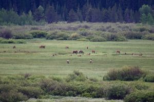 Elk Population By State - Wildlife Informer