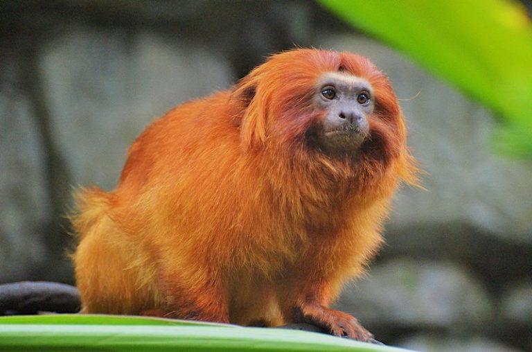 Small Monkey Breeds (8 Types With Pictures) - Wildlife Informer