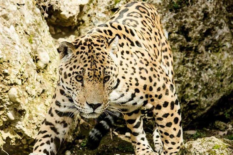 9 Jaguar Adaptations in the Rainforest (Pictures) - Wildlife Informer