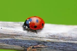 Do Ladybugs Bite? (Answered) - Wildlife Informer
