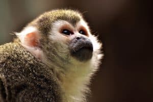 Small Monkey Breeds (8 Types With Pictures) - Wildlife Informer