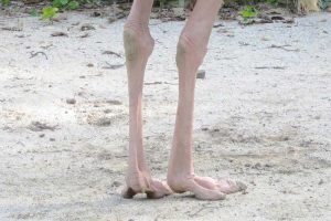 Animals That Walk on Two Legs (13 Examples) - Wildlife Informer