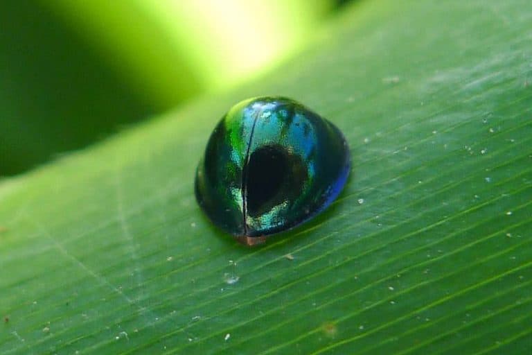 Do Ladybugs Bite? - Wildlife Informer