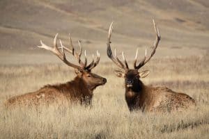 Elk Population By State (Estimates and Info) - Wildlife Informer