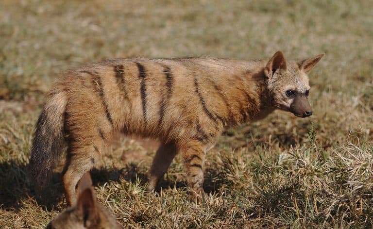 35 REAL Examples of Carnivores (With Pictures) - Wildlife Informer