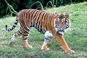 20 Types of Animals With Striped Tails - Wildlife Informer