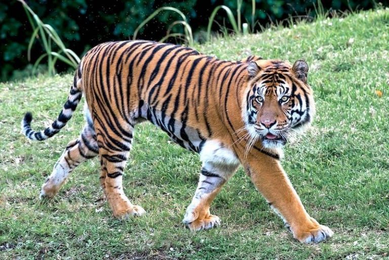How Strong Are Tigers? (Answered & Examples) - Wildlife Informer