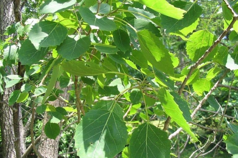 Types of Deciduous Trees (30 Examples) - Wildlife Informer