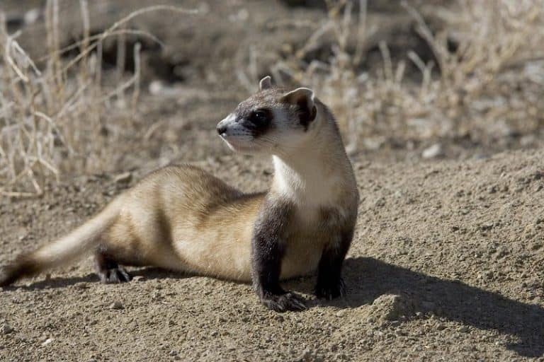 13 Examples of Crepuscular Animals (Pictures) - Wildlife Informer