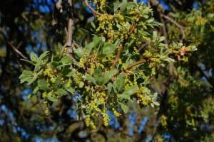 Types of Deciduous Trees (30 Examples) - Wildlife Informer