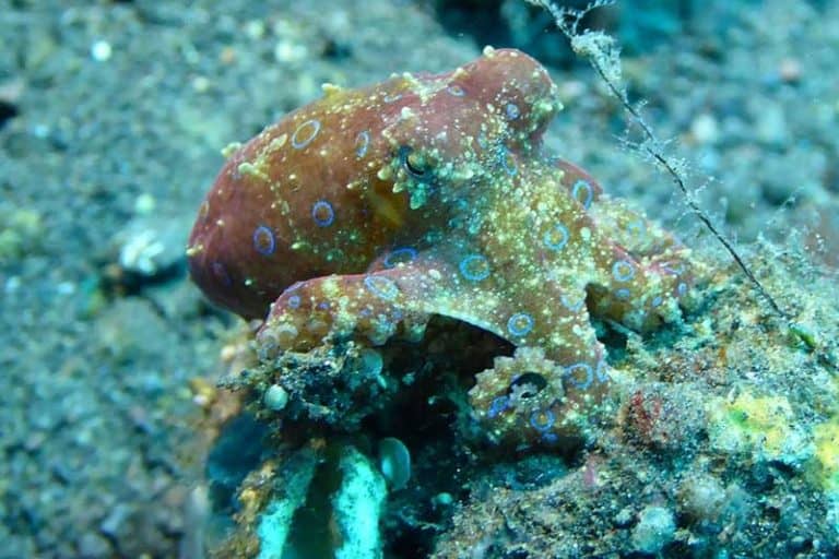 5 Types of Molluscs (Examples & Pictures) - Wildlife Informer