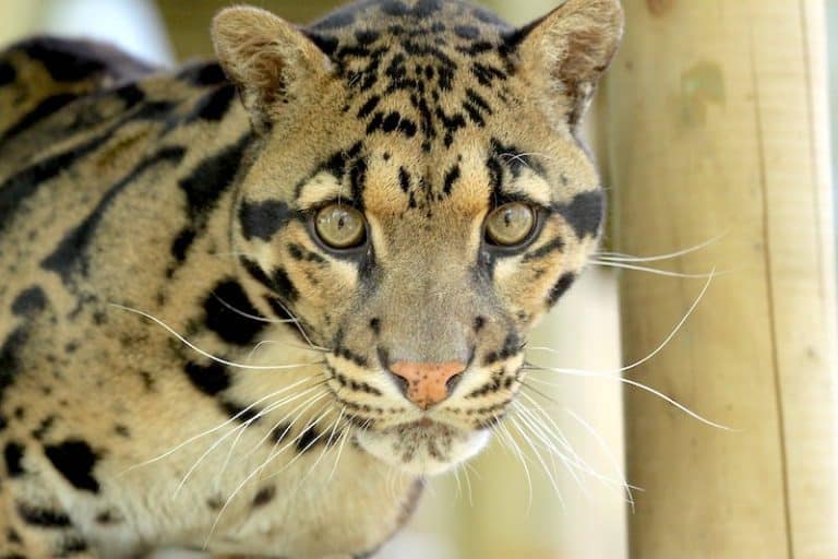 29 REAL Examples of Carnivores (With Pictures) - Wildlife Informer