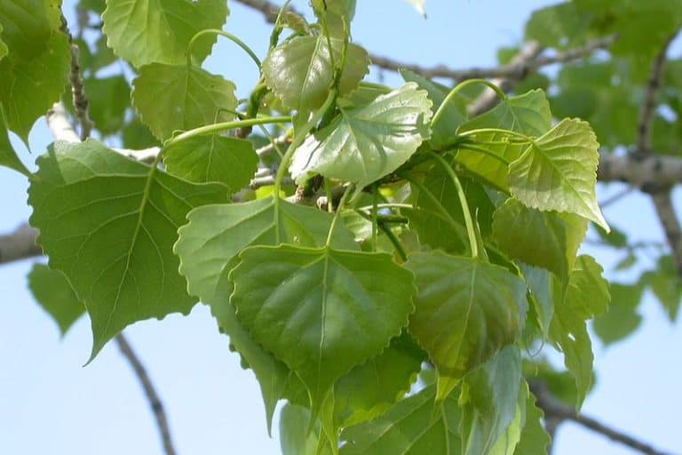 Types of Deciduous Trees (30 Examples) - Wildlife Informer