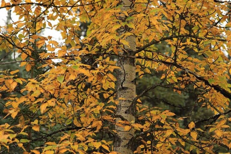Types of Deciduous Trees (30 Examples) - Wildlife Informer