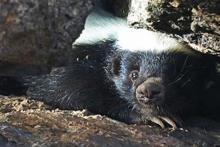 30 Real Examples of Omnivores (With Pictures) - Wildlife Informer