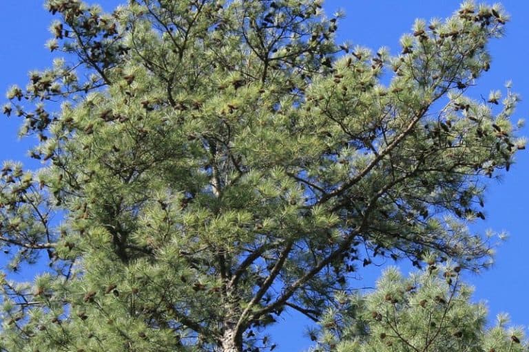 30 Types of Coniferous Trees (With Pictures) - Wildlife Informer