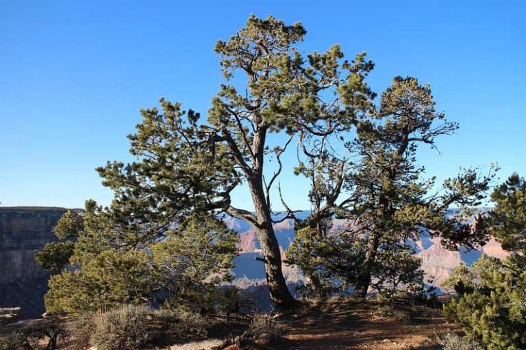 30 Types of Coniferous Trees (With Pictures) - Wildlife Informer