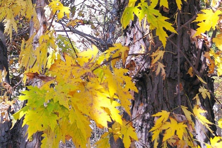 Types of Deciduous Trees (30 Examples) - Wildlife Informer