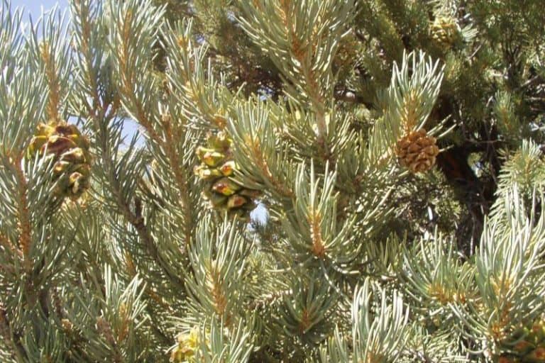 30 Types of Coniferous Trees (With Pictures) - Wildlife Informer