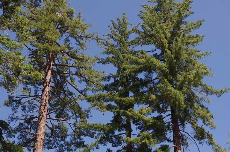 30 Types of Coniferous Trees (With Pictures) - Wildlife Informer