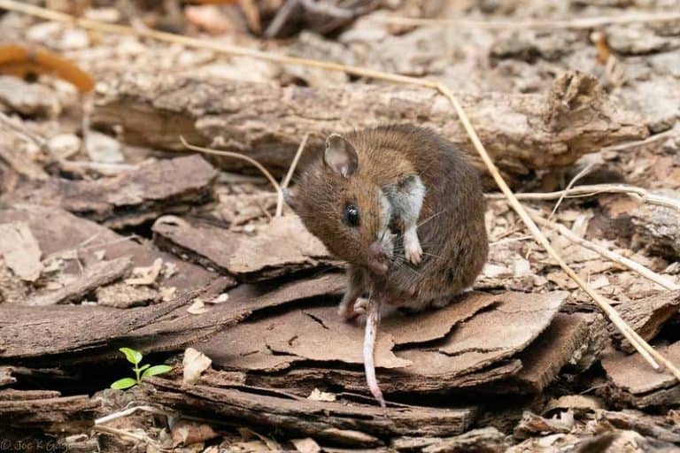 27 Real Examples of Omnivores (With Pictures) - Wildlife Informer