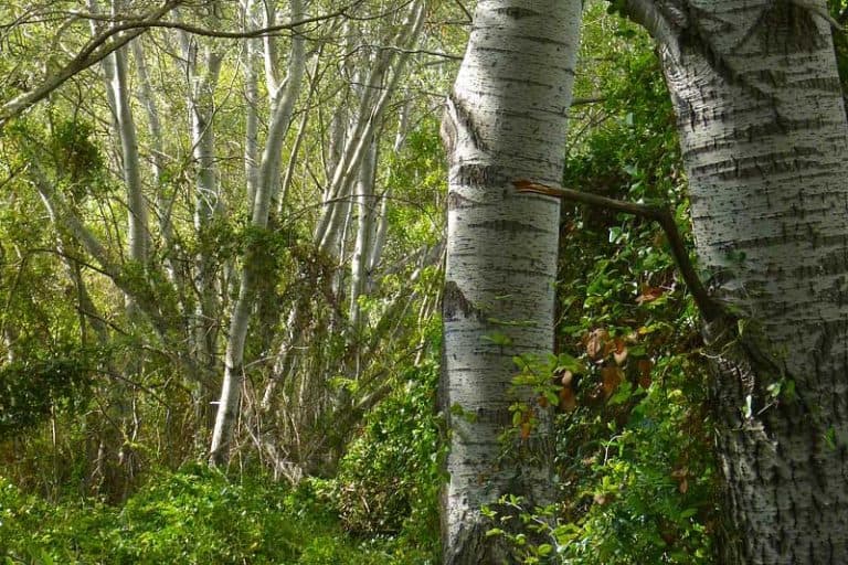 Types of Deciduous Trees (30 Examples) - Wildlife Informer