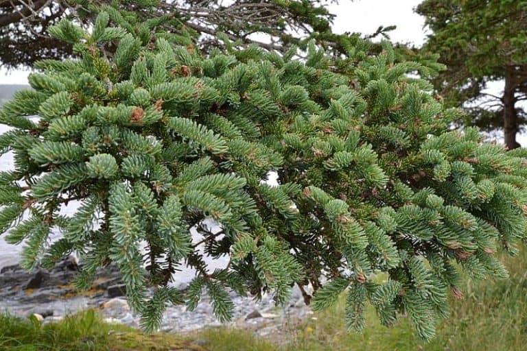 30 Types of Coniferous Trees (With Pictures) - Wildlife Informer