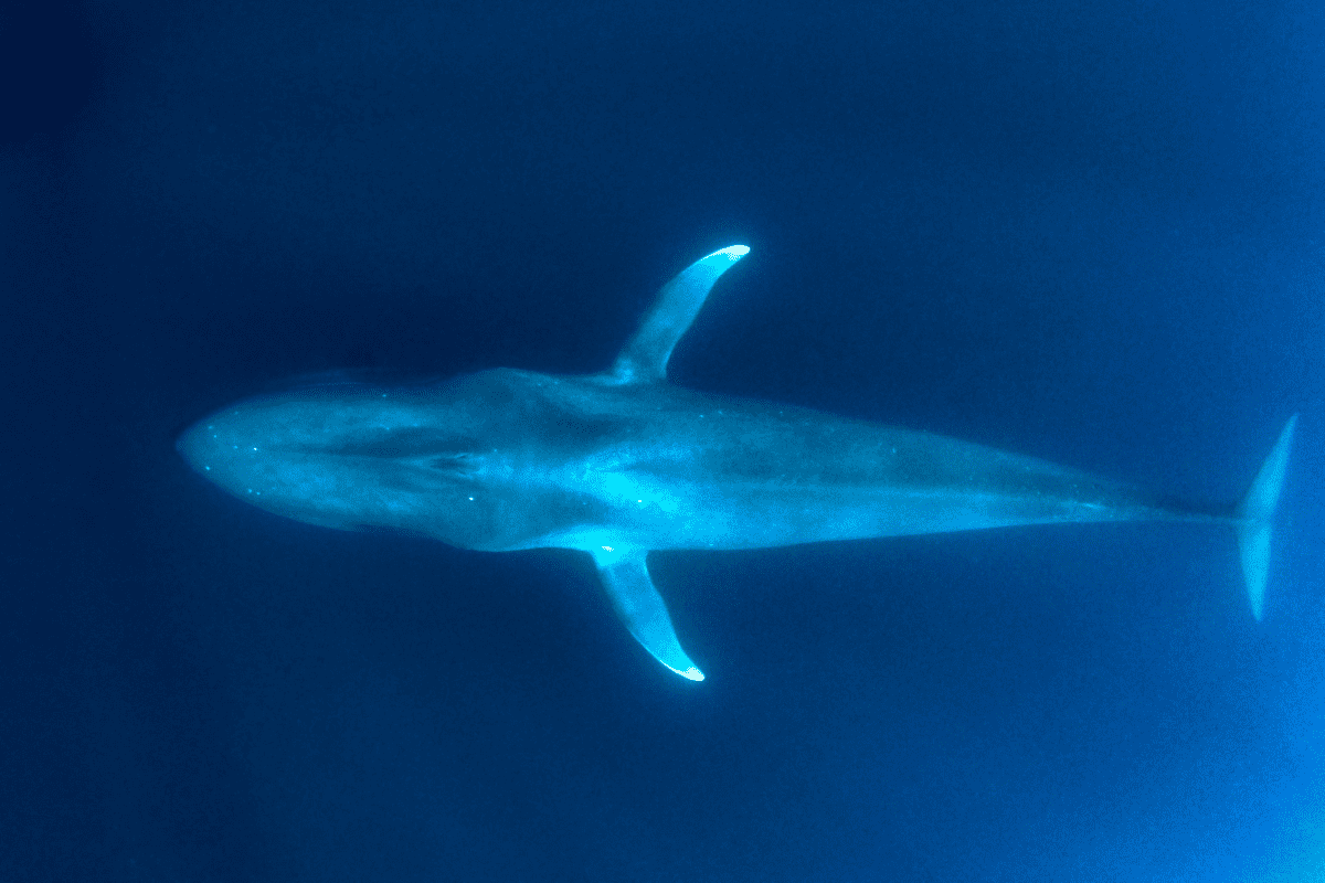 15 Amazing Facts About Blue Whales - Wildlife Informer