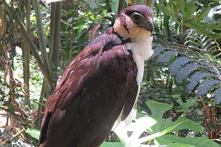8 Types of Falcons in North America - Wildlife Informer