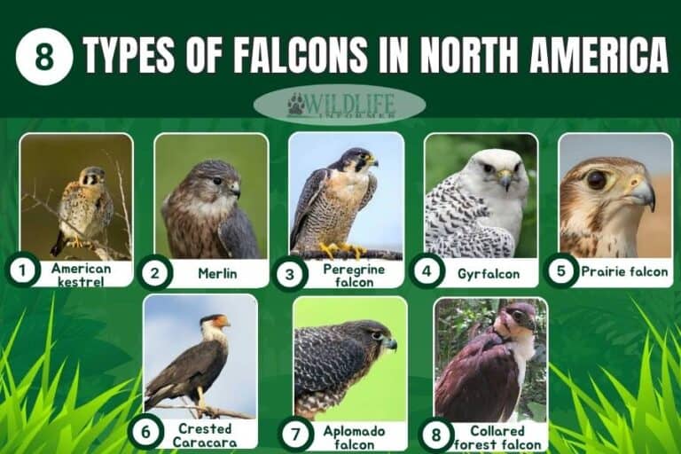 8 Types of Falcons in North America - Wildlife Informer