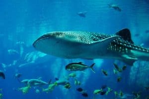 15 Examples of Cartilaginous Fish (With Pictures) - Wildlife Informer