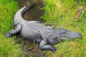 26 Facts About American Alligators (Pictures) - Wildlife Informer
