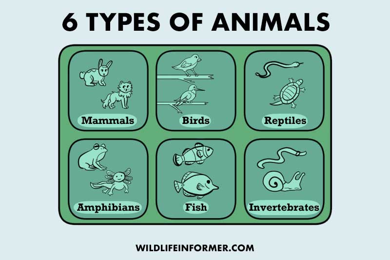 Mammals Birds Reptiles Amphibians And Fish Worksheet 46 OFF Mammals Birds Reptiles Amphibians And Fish Worksheet 46 OFF